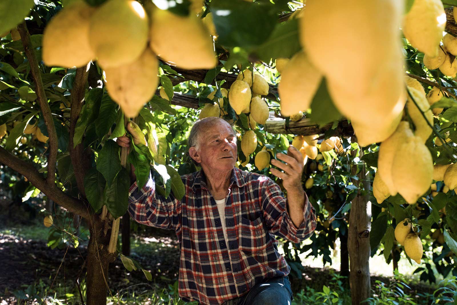 special-offer-amalfi-coast-lemon-tour - Foody